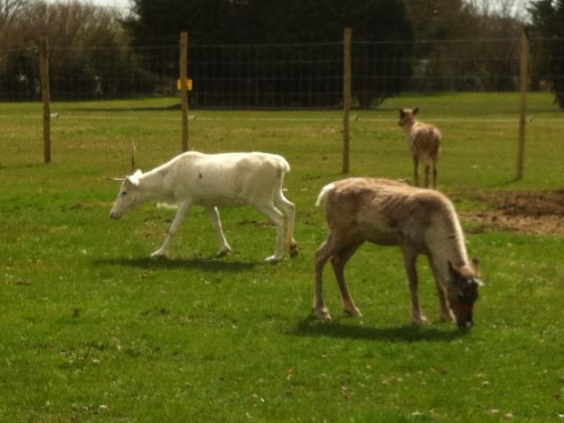 Reindeer - Keydell Nurseries