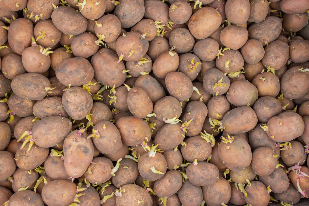 Keydell Nurseries in Horndean - Keydell Nurseries