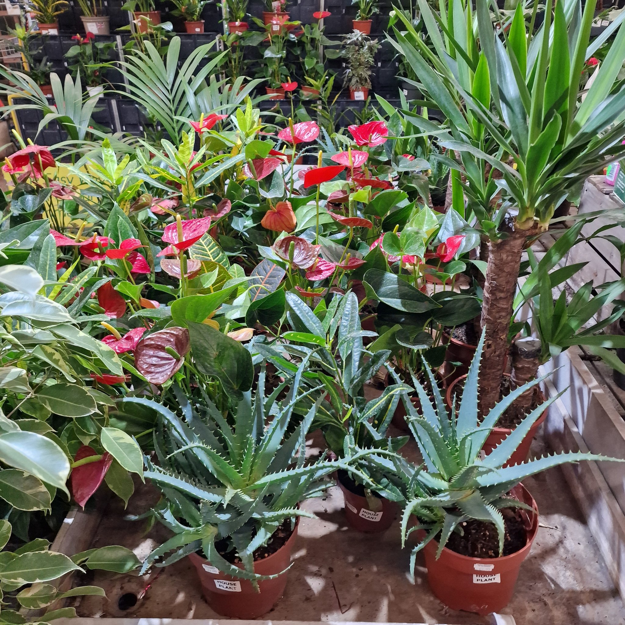 Plants - Keydell Nurseries