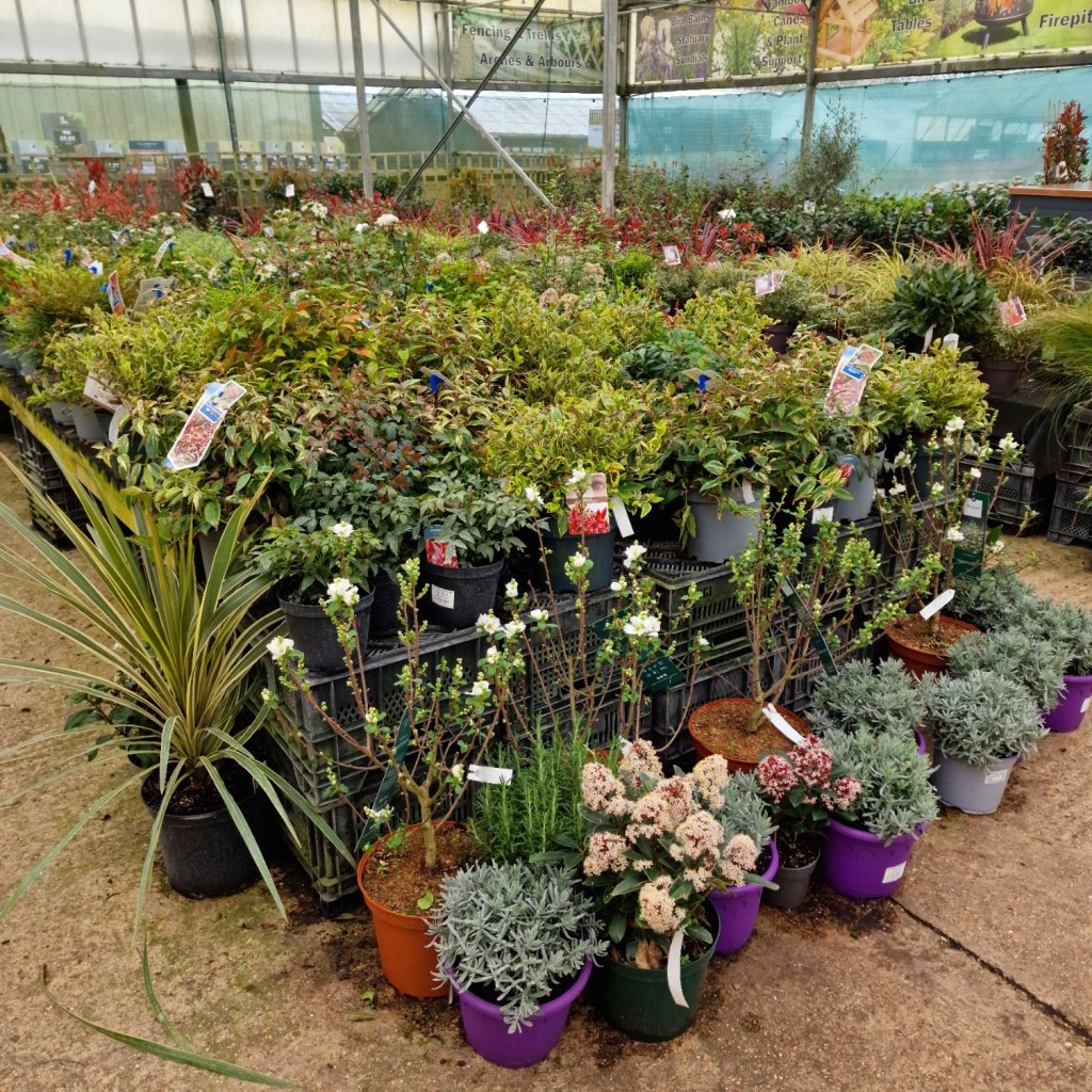 Plants - Keydell Nurseries