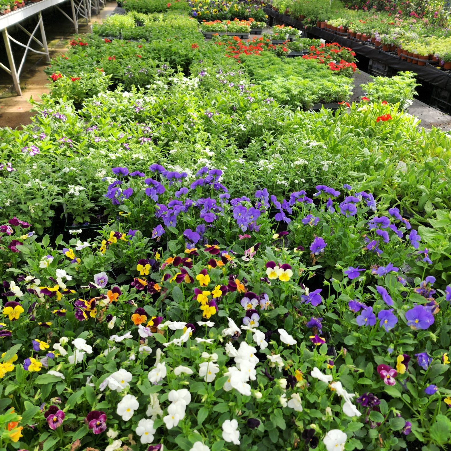 Bedding Plants - Keydell Nurseries