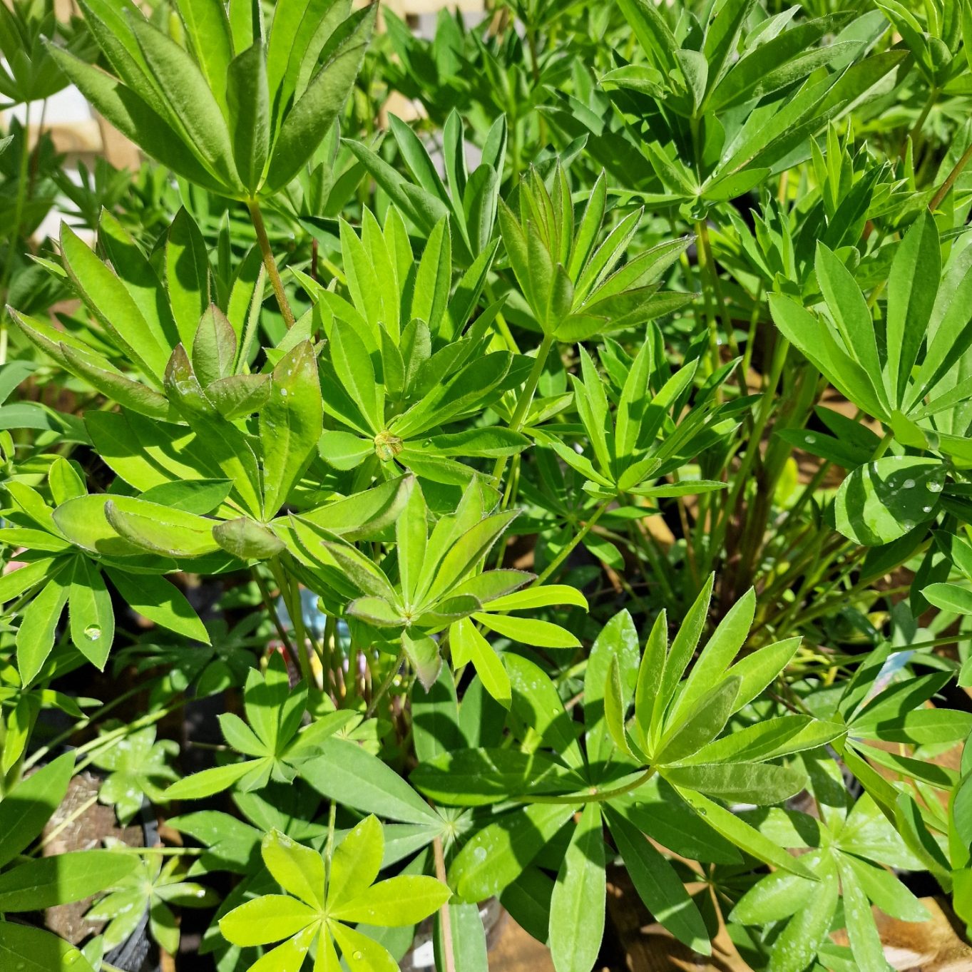 Herbaceous - Keydell Nurseries